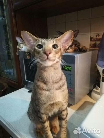 Пятнистые орики с любовью в новый дом