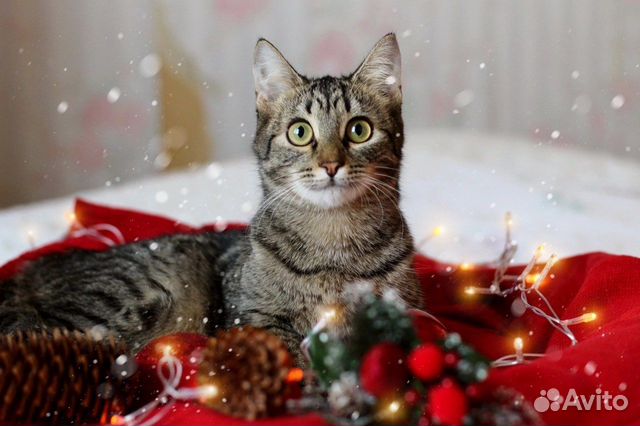 Ласковый котик в добрые руки