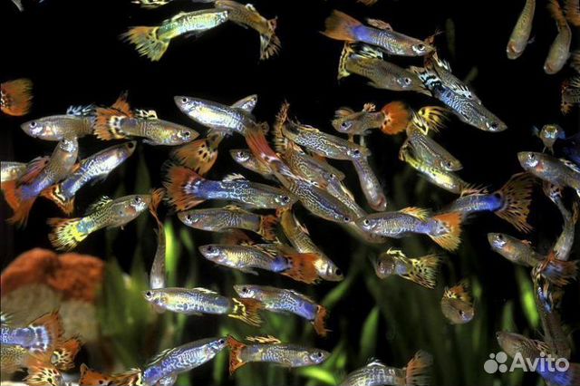 Рыбы гупики