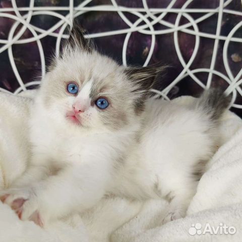 Inviting, мальчик рэгдолл, родословная