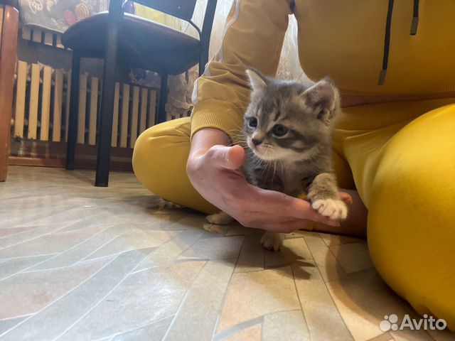 Кошка