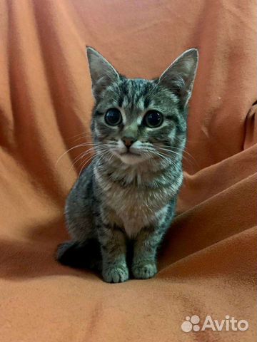 Котенок кошечка кошка