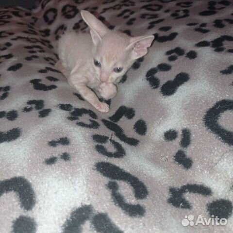 Донской сфинкс котята