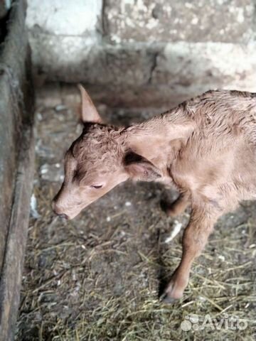 Телка телочка