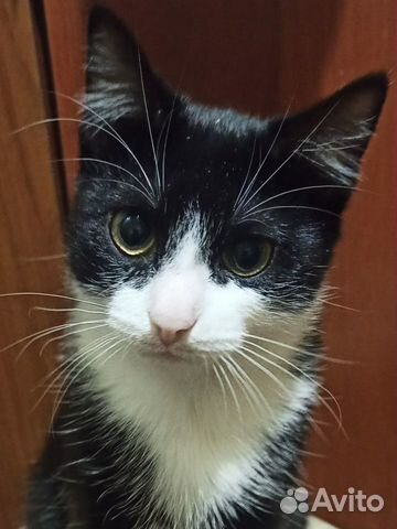 Кошечка Шаня 7 месяцев