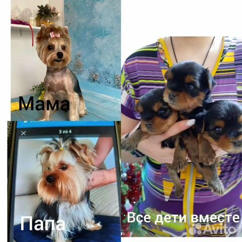 Йоркширский терьер