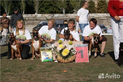 Щенки Немецкого Боксера