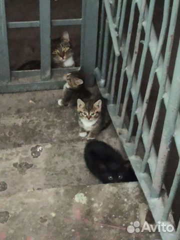 Котята в добрые руки