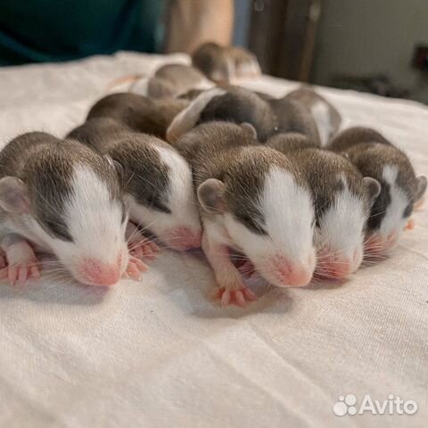 Крыса Дамбо