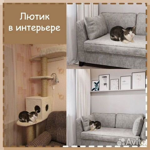 Кот в дар