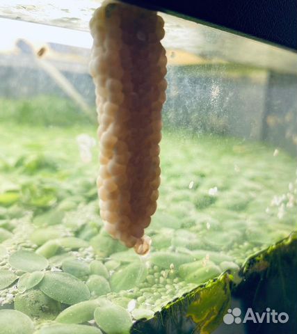 Икра ампулярий