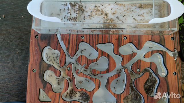 Муравьиная ферма с муравьями Camponotus Fellah