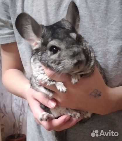 Шиншилла мальчик)