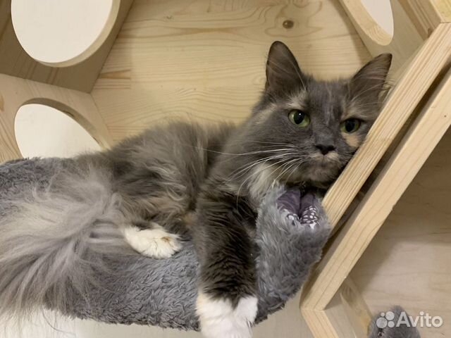 Кошечка Катя милая урчалка