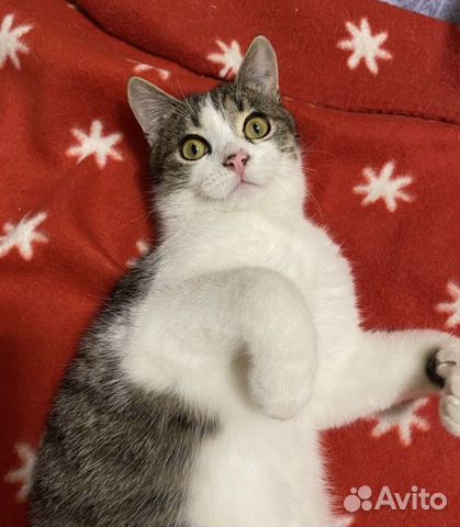 Ласковый котенок Семушка 5 месяцев в дар