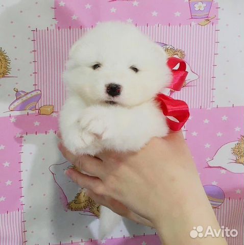 Щенки самоеда