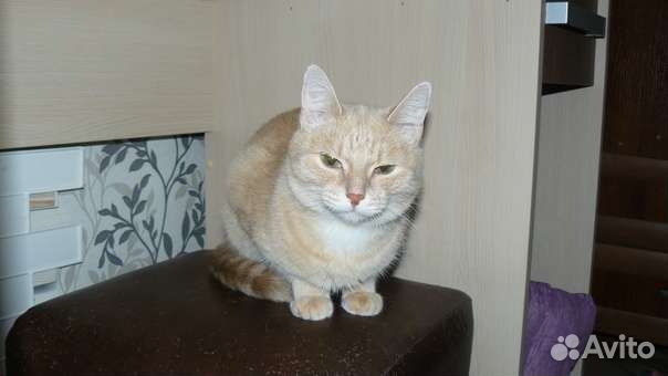 Кошка Кира, стерилизованна