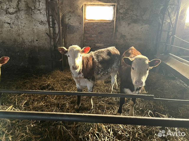 Бычки и телечки 14голов