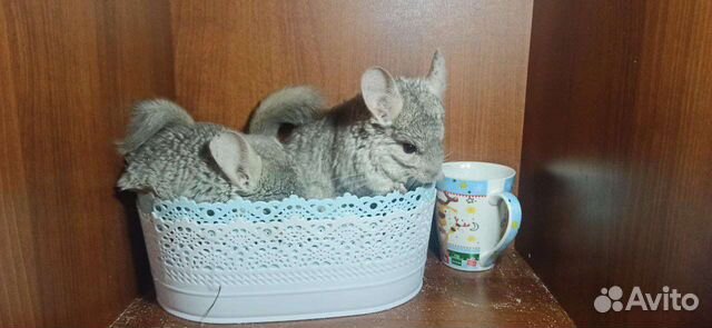 Шиншилла