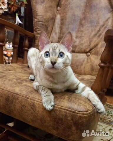 Котик снежного бенгала