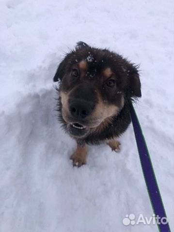 Помесь чау-чау