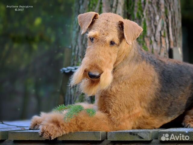 Щенки Эрдельтерьера