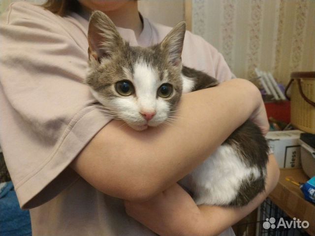 Ласковый котенок Тома