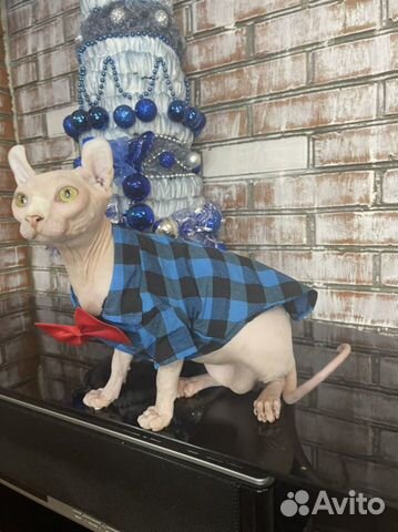 Котик эльф(канадский сфинкс)