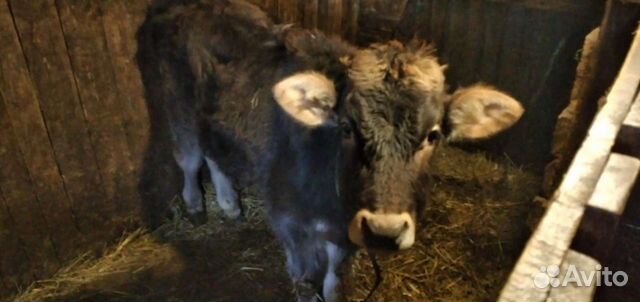 Теленок бычок