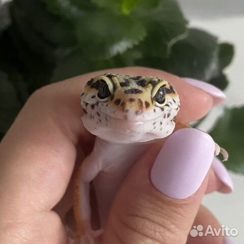 Эублефары самки
