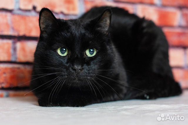 Котик Монти 8 лет