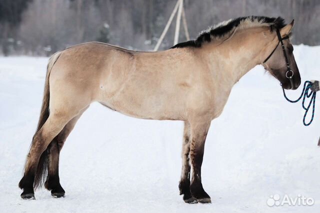 Лошадь кобыла