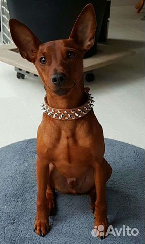 Вяска собаки карликовый пинчер