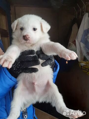 Щенок помись алабая