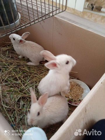 Декоративные кролики