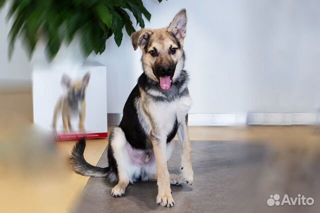 Щенок метис овчарки Барни в дар