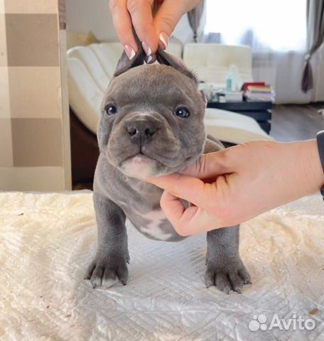 Американский булли щенки