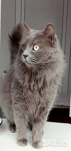 Молодой котик в добрые руки