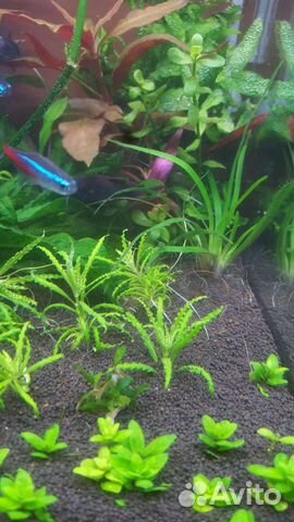 Аквариумное растение
