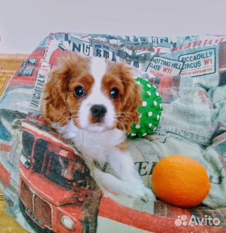 Любимцы семьи-Кавалер Кинг Чарльз спаниели
