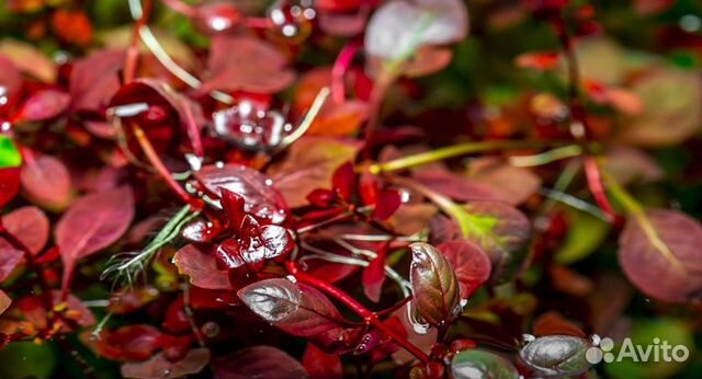 Аквариумные растения.Аквалеон