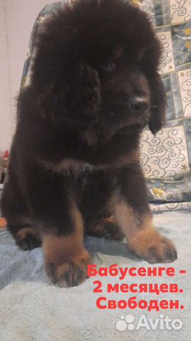 Тибетский мастиф щенки