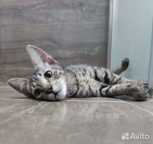 Кошки в добрые руки бесплатно