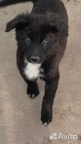 Собаки бесплатно щенки