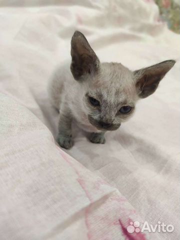 Отдадим в добрые руки