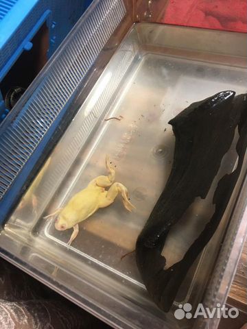 Лягушка с террариумом