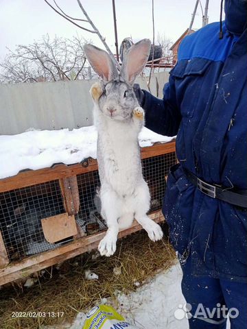 Кролик самец