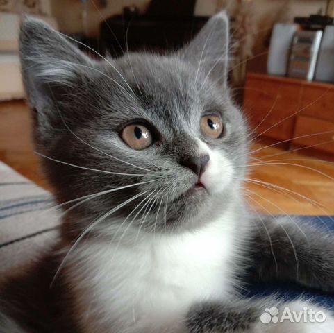 Шотландская чистокровная котенок девочка