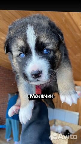 Щенки от белоснежной хаски