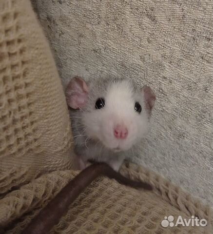 Очаровательные крыски-толстушки(дамбо+рекс)